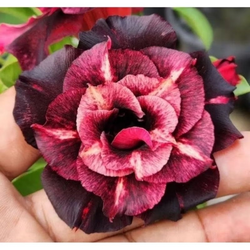 Rosa do Deserto Enxertada 🌸 | Shopee Brasil