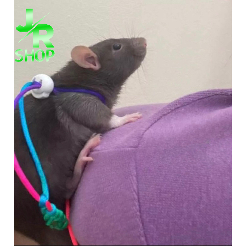 Guia Coleira Simples Para Rato Twister Porquinho da India Hamster ...