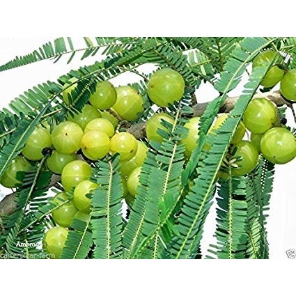 Sementes Sadias Fruta Amla Groselha Indiana Phyllanthus Emblica ...