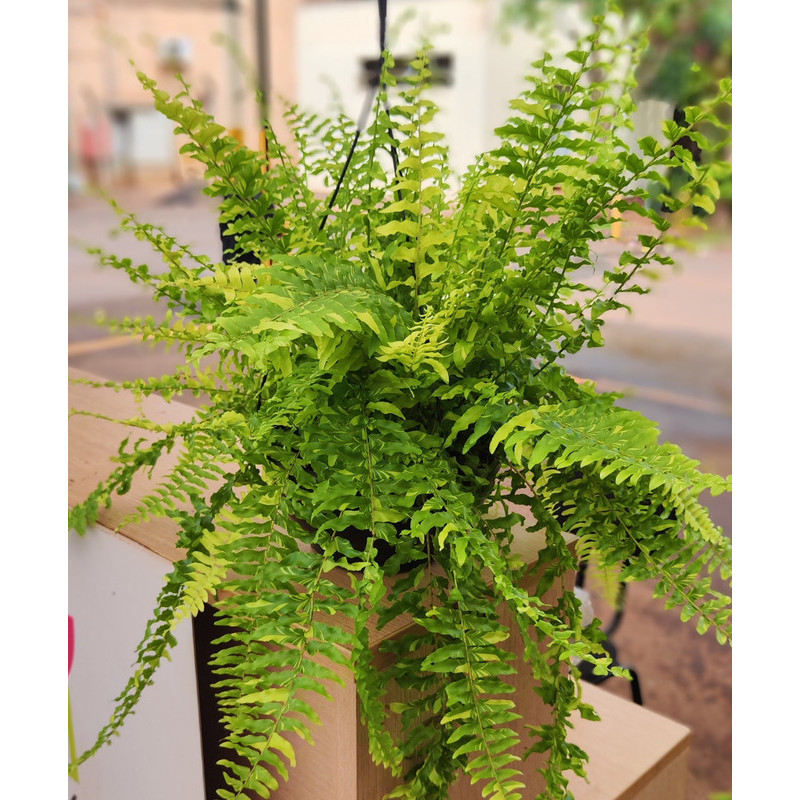Samambaia-Tigre (Samambaia Tiger Fern) | Shopee Brasil