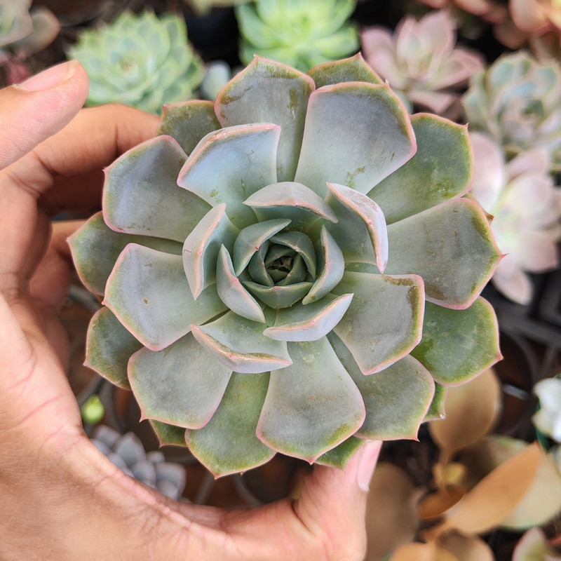 Suculenta E. Orion | Shopee Brasil