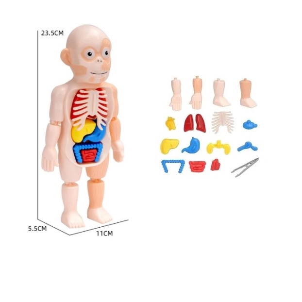 Boneco Anatomia Humana Orgaos Vitais Kit Medico Educativo 3d | Shopee ...