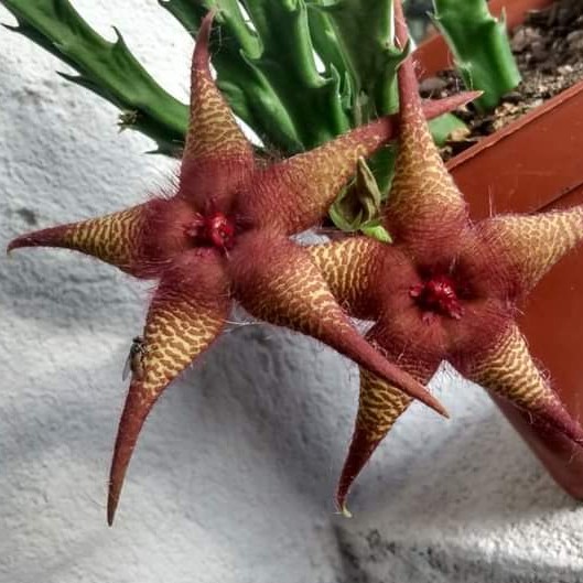 Orbea caudata x stapelia gigantea | Shopee Brasil