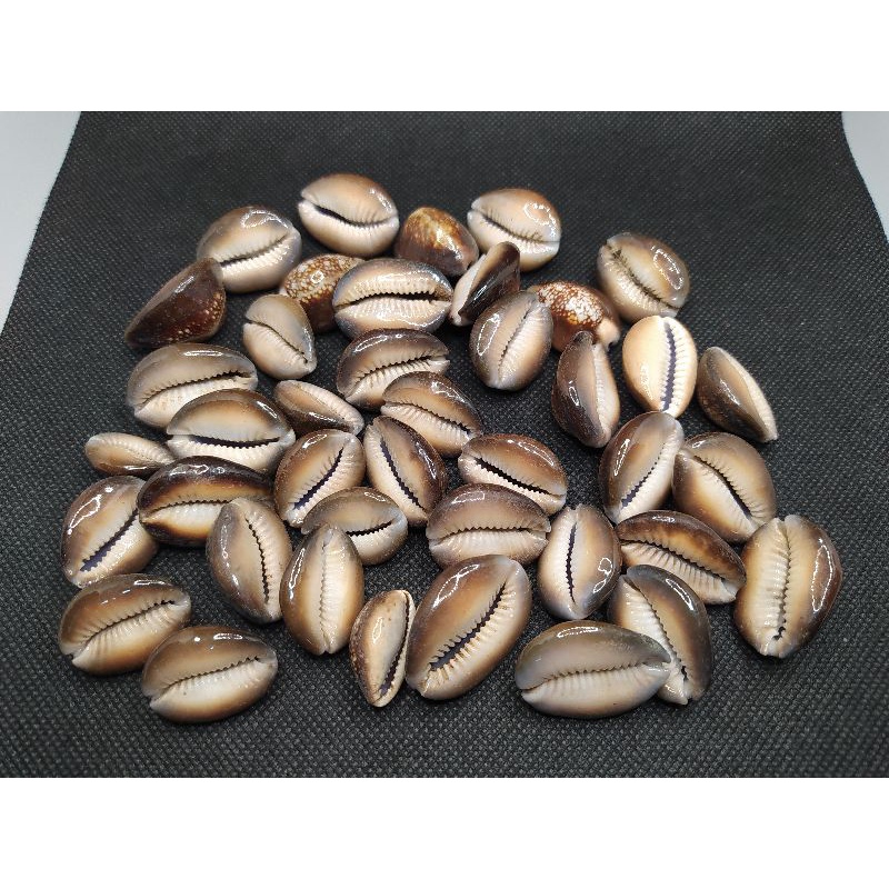 Búzios Africano Naturais Buzios Natural Grandes 35x24 | Shopee Brasil