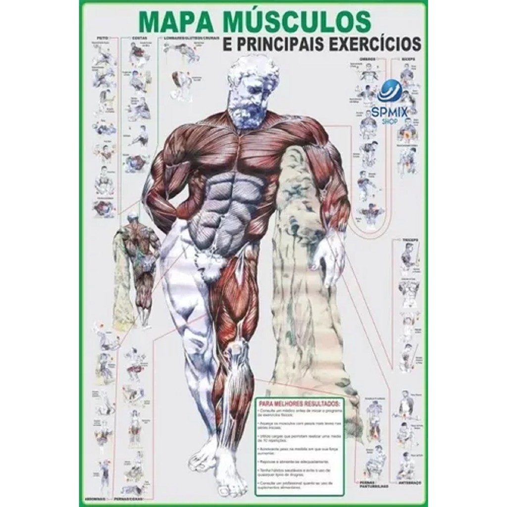 Mapa Músculo Exercício Academia Treino Corpo Humano Anatomia | Shopee ...