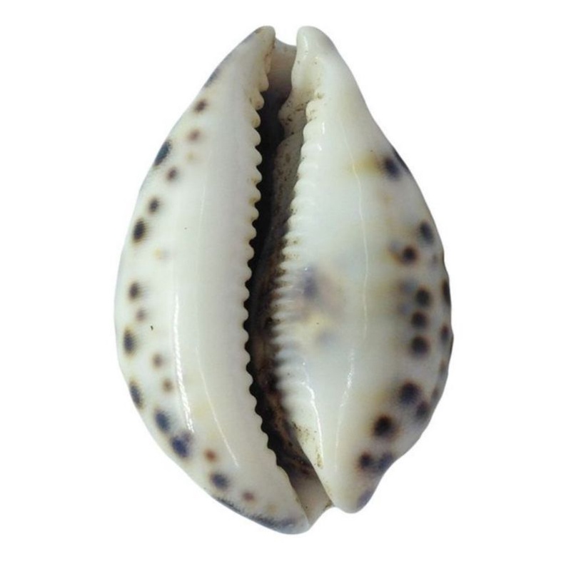 Búzio africano gigante 1UN | Shopee Brasil