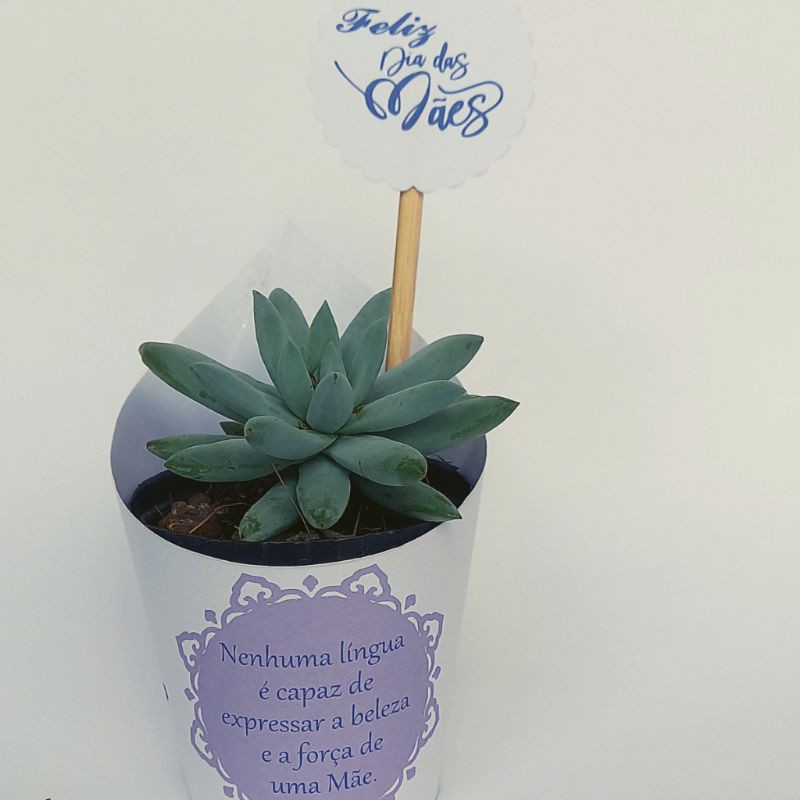 Rótulos para suculentas e tag personalizado. 15 unidades. | Shopee Brasil
