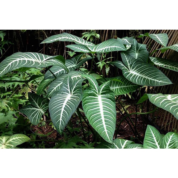 100 sementes caladium lindeni | Shopee Brasil