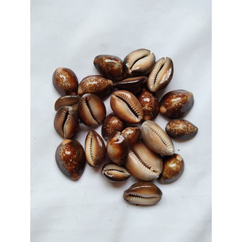 Buzio Africano Natural Marrom Fechado 500gr | Shopee Brasil