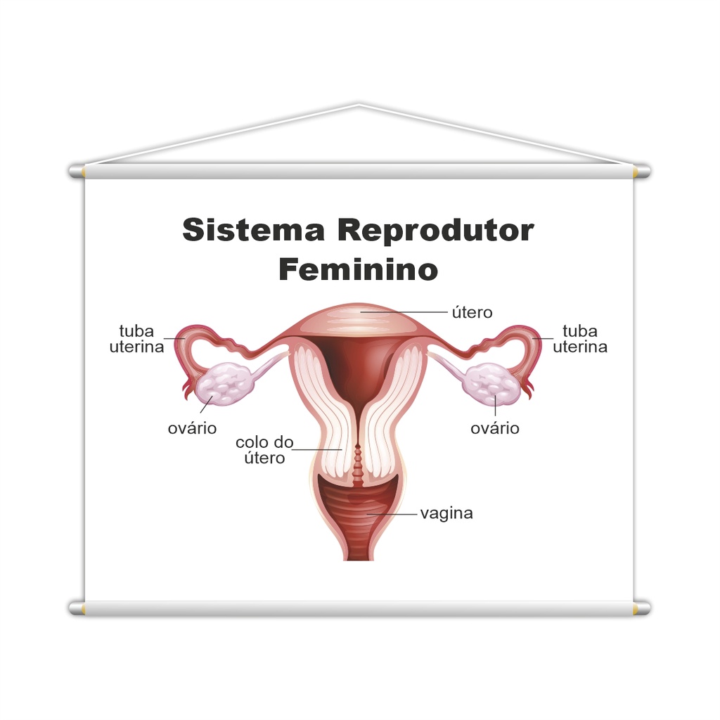 Sistema Reprodutor Feminino