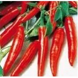 10 Sementes Da Pimenta Cayenne Long Slin | Shopee Brasil