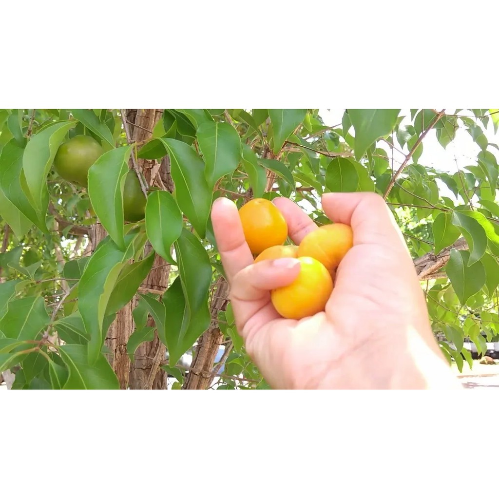 Cagaita Do Cerrado ( Eugenia Dysenterica ) - 30 Sementes | Shopee Brasil