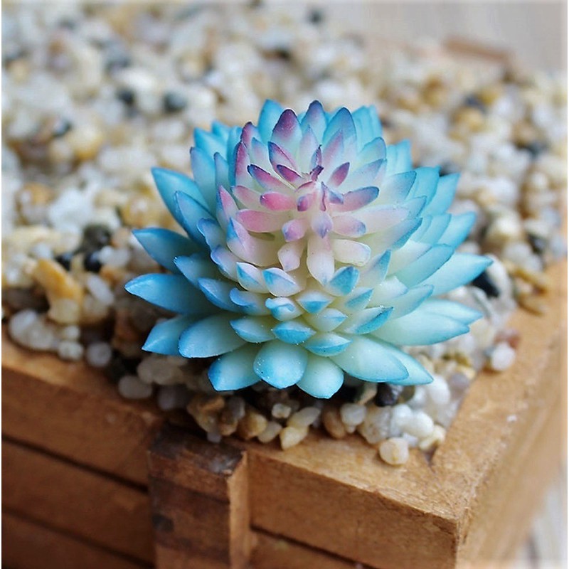 Suculentas Raras 800 Sementes + Substrato + Estufa+Brinde T14 | Shopee ...