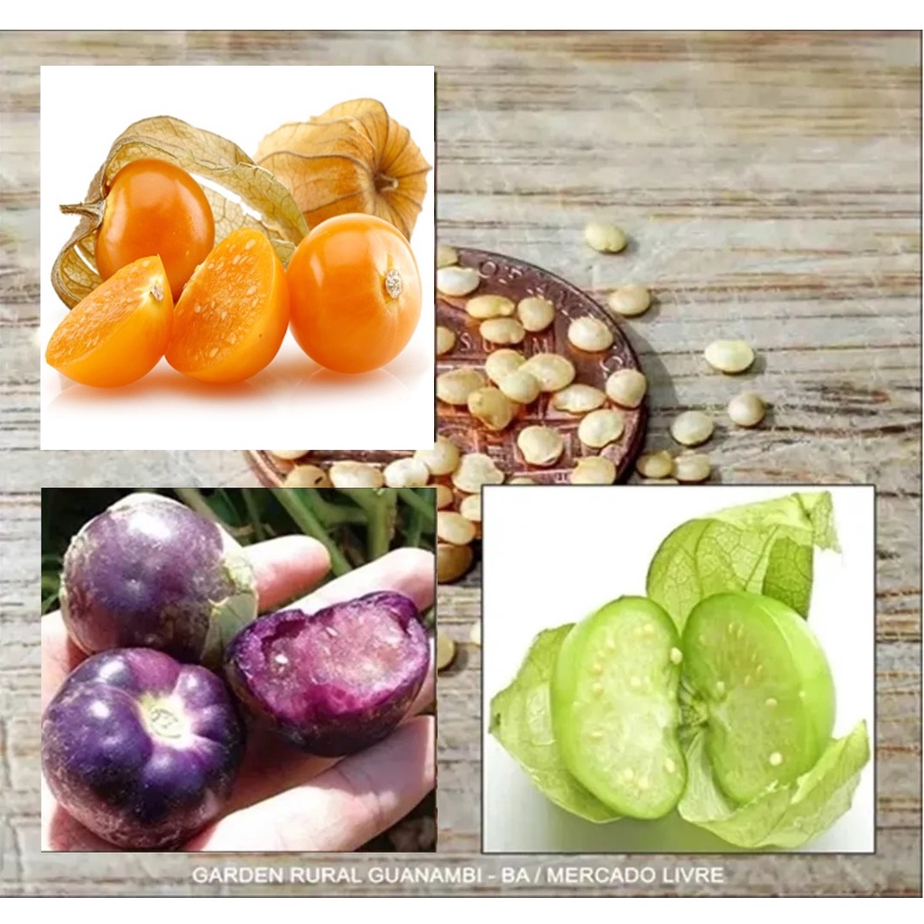 Sementes Physalis Ixocarpa Tomatillo Mexicano Purple De Milpa Roxo E ...