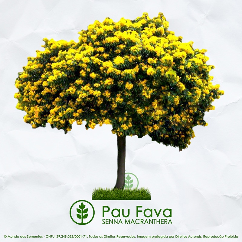 30 Sementes de Pau Fava Fedegoso Senna macranthera Original - Mundo das ...