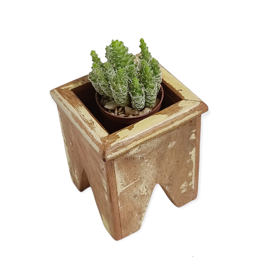 Cachepô Para Plantas / Cachepot Para Flores - Cacto / Cachepô De ...
