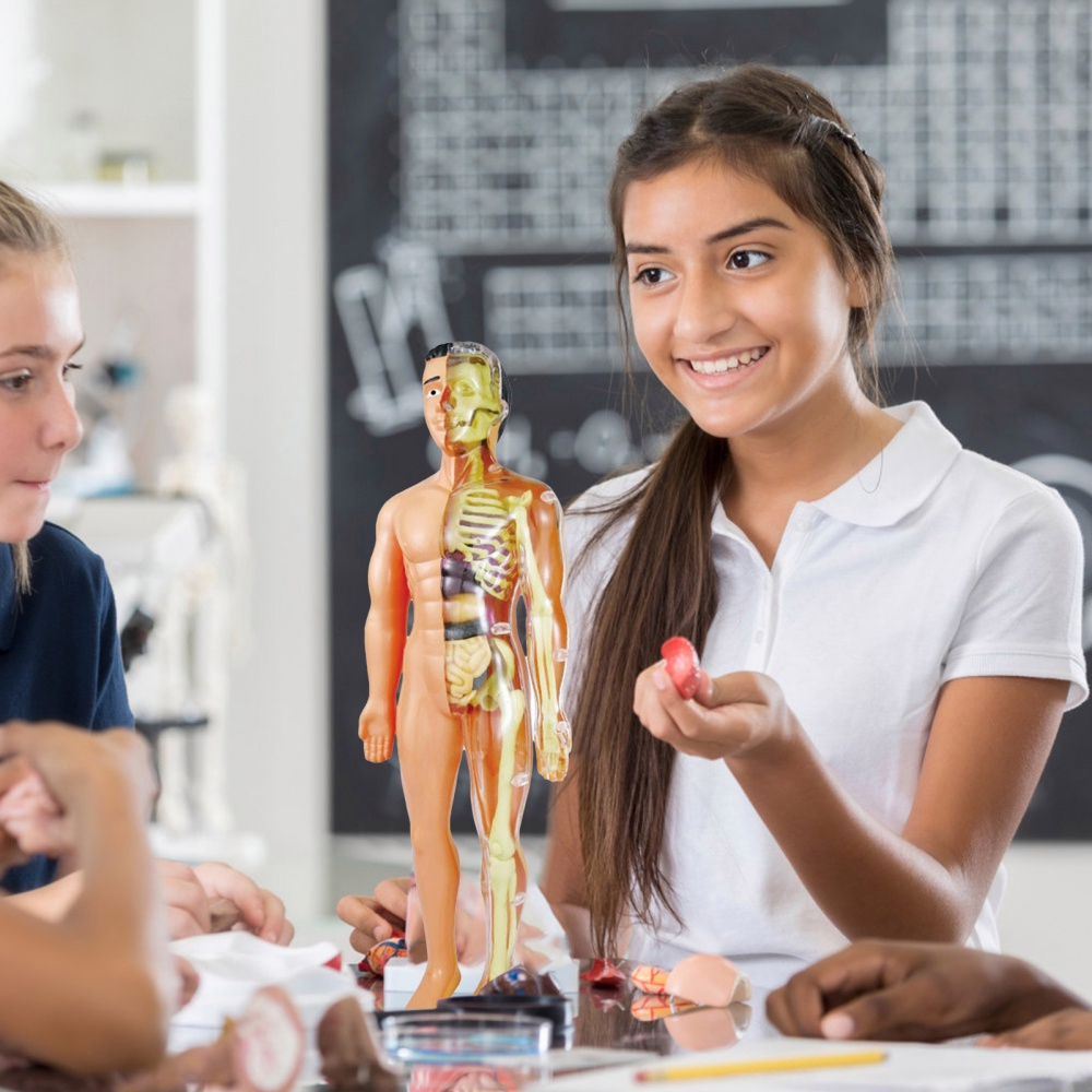 Boneco 3d Ciências Humanos Para Decoração De Quarto / Demonstração Com ...