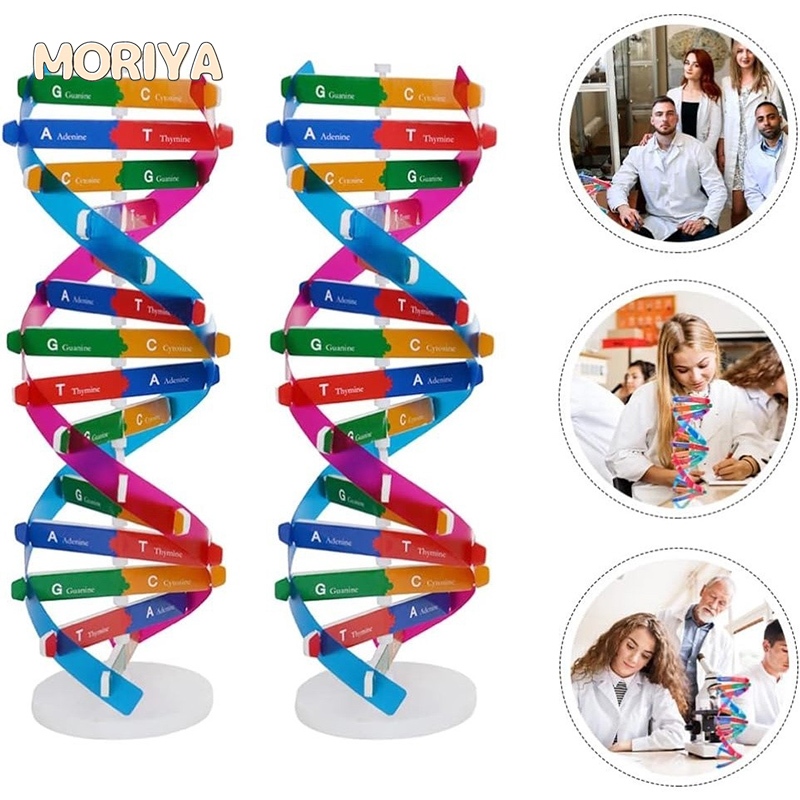 Kits De Ciência Biológica Toy Montessori Block Estrutura Do Modelo De ...