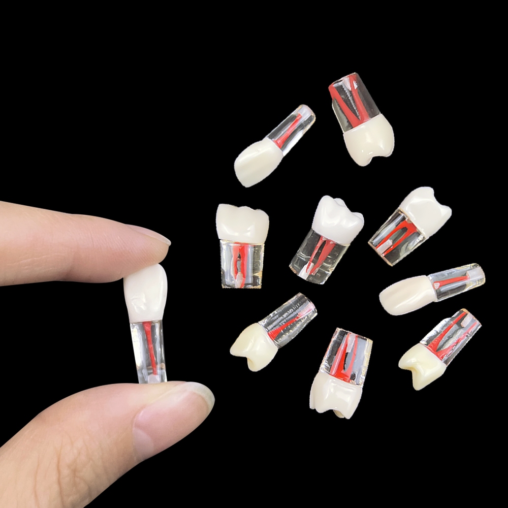 1pcs Dental RCT Endo Modelo Dentes Endodôntico Canal Raiz Bloco De ...