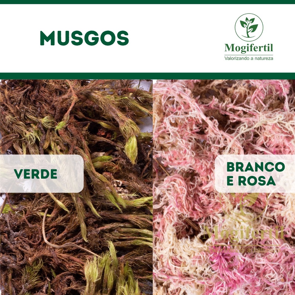 MUSGO ROSA SPHAGNUM PLANTAS ORQUIDEAS ARTESANATO ARRANJOS 50 litros ...