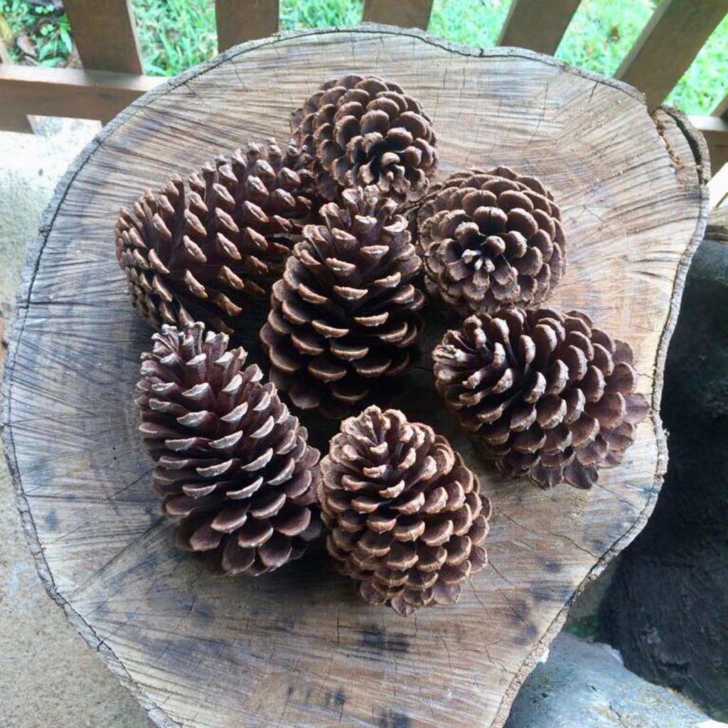 kit 50 Pinha Seca de pinheiro para artesanato, decoração e PET ...