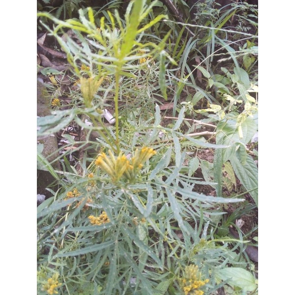 Planta medicinal Marcela galega 100gr | Shopee Brasil