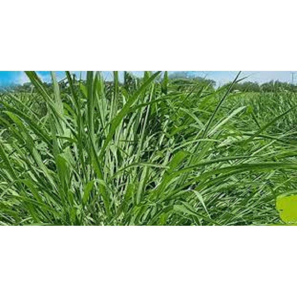 Capim Colonião Híbrido MG18 Áries II- 1 kg de sementes | Shopee Brasil