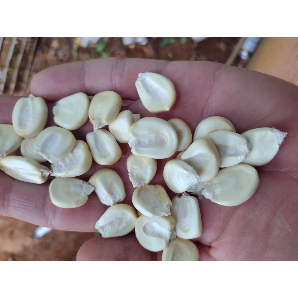 60 Sementes Crioulas de Milho Branco Gigante Peruano Para o Plantio ...