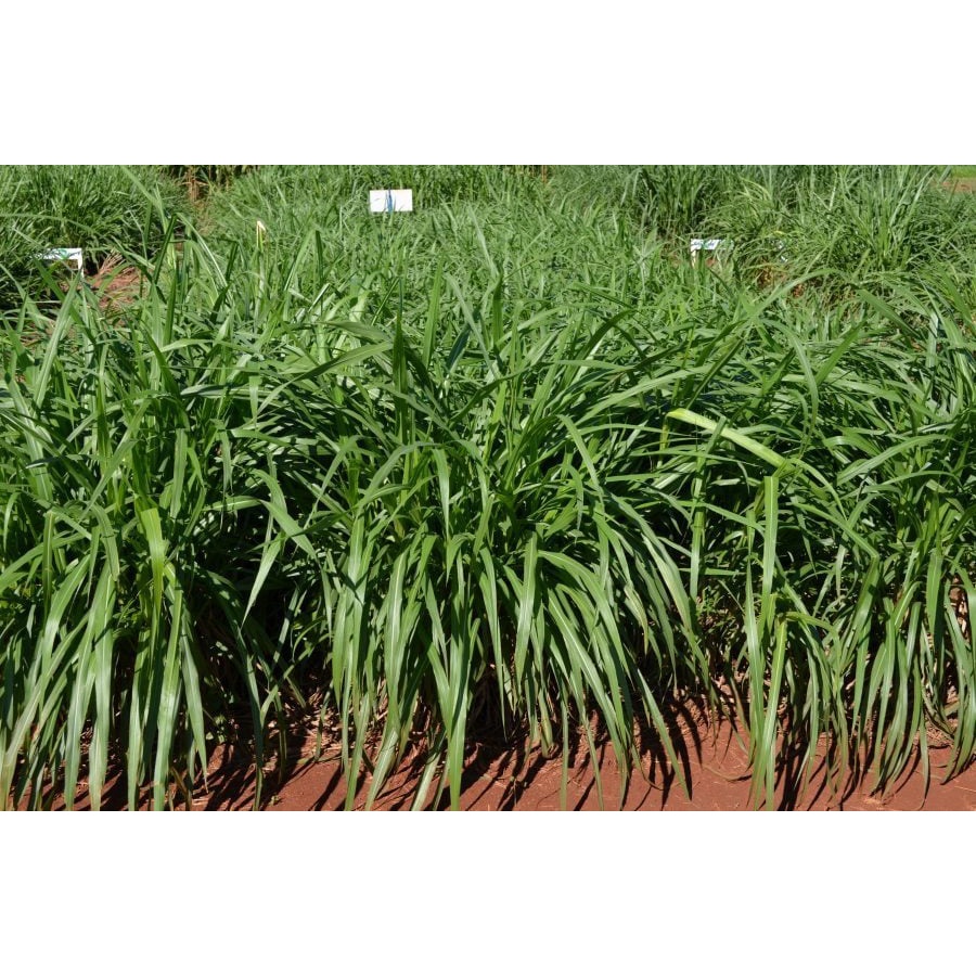 Mombaça Panicum Maximum - 500gr De Sementes | Shopee Brasil