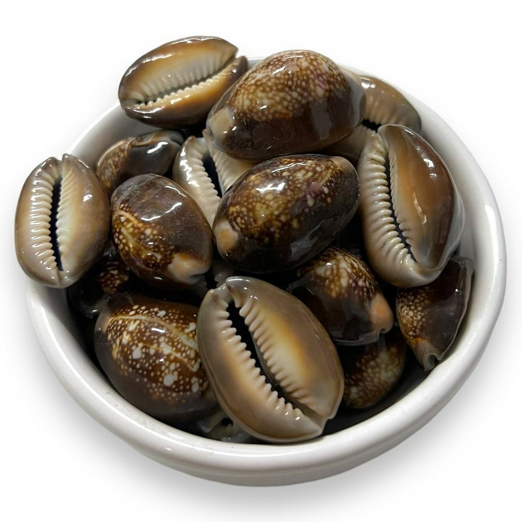 16 Buzios Africano Jogo Oraculo Dos Orixas Concha Natural | Shopee Brasil