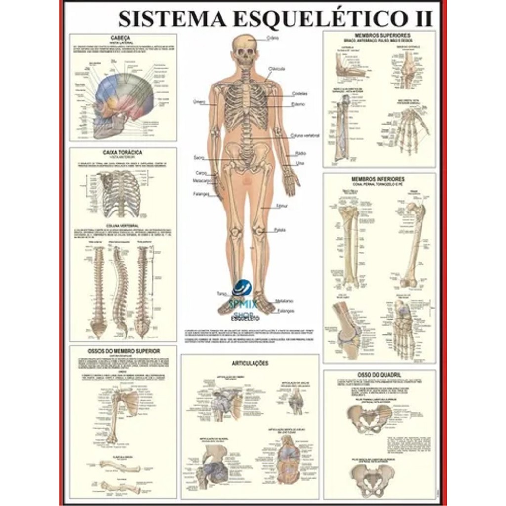 Mapa Do Corpo Humano Sistema Esqueleto II 120x90cm | Shopee Brasil