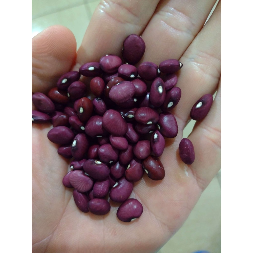 50 Sementes Crioulas de Fava Roxinha Trepadeira Para o Plantio / Rosa ...