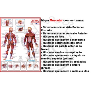 Mapa Sistema Muscular Corpo Humano Medicina Anatomia Poster | Shopee Brasil