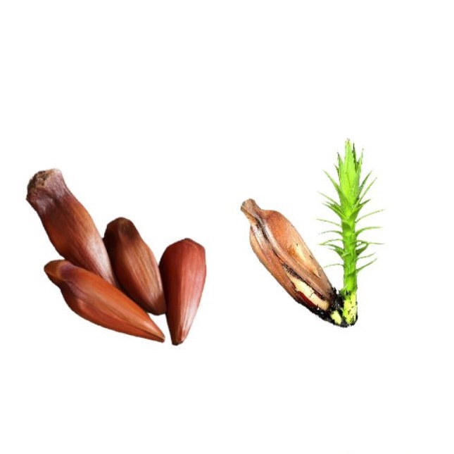 Sementes Araucária - Pinhão - Araucaria Angustifolia | Shopee Brasil