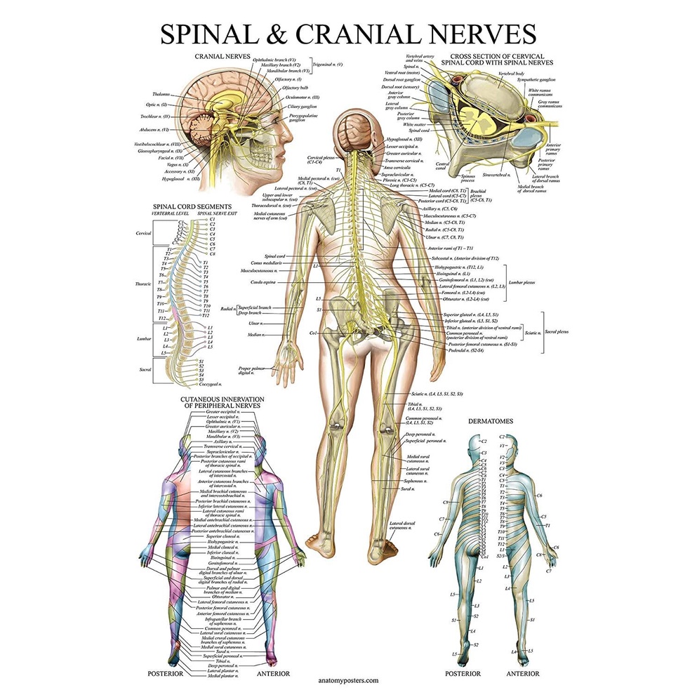 Cartaz De Anatomia Dos Nervos Espinhais Anatômicos Da Coluna E Do ...