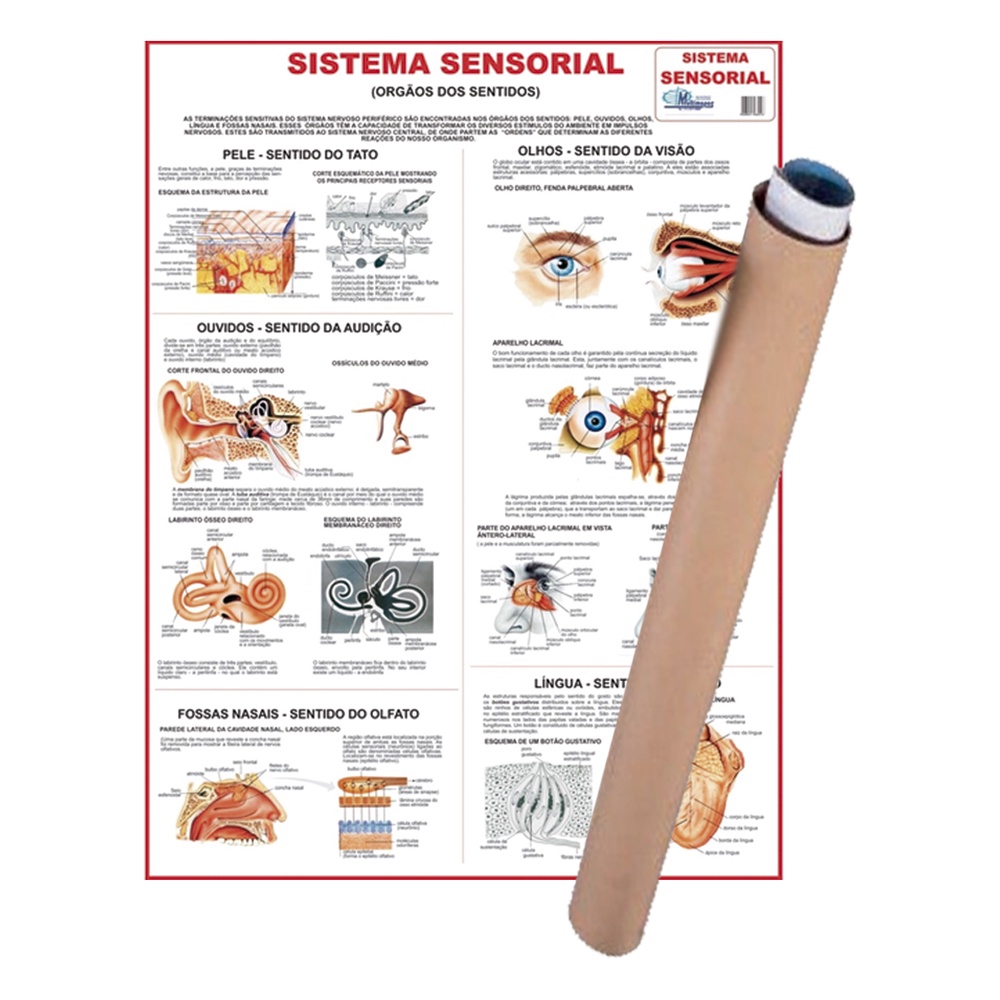 Mapa Sistema Sensorial Enrolado Laminado Gigante 120x90cm - Atual ...