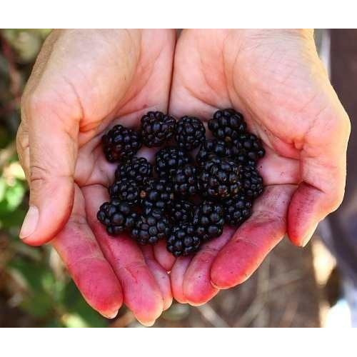 Amora Preta Gigante Blackberry - Rubus Sementes Para Mudas | Shopee Brasil