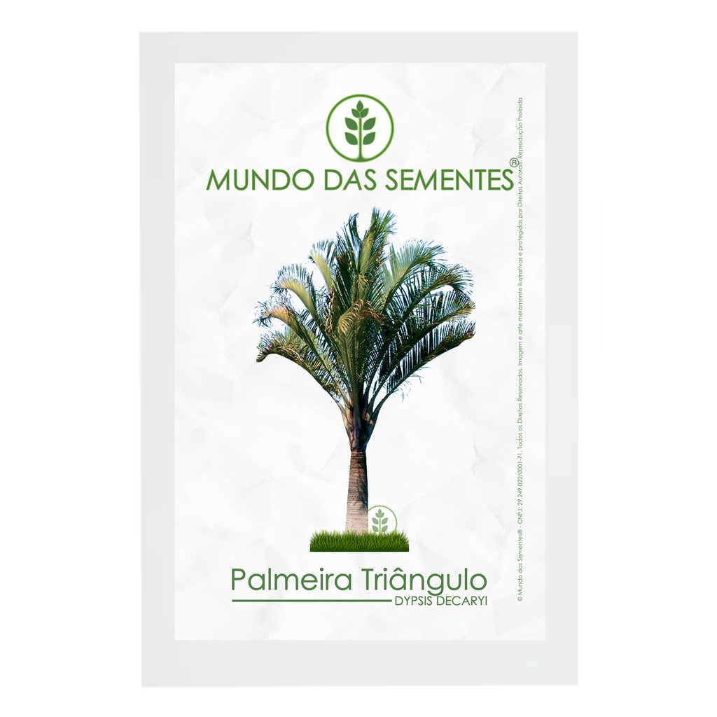 5 Sementes de Palmeira Triângulo Dypsis decaryi Original - Mundo das ...