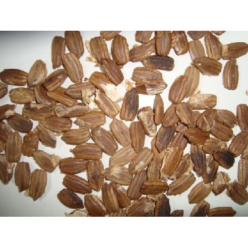 100 sementes de cabaça porongo para plantio | Shopee Brasil