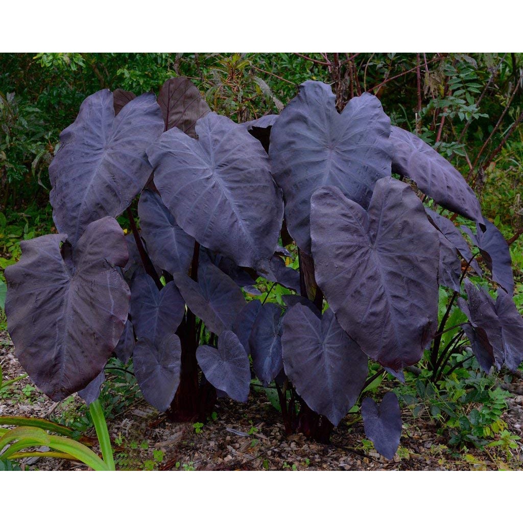 100 sementes caladium negro | Shopee Brasil