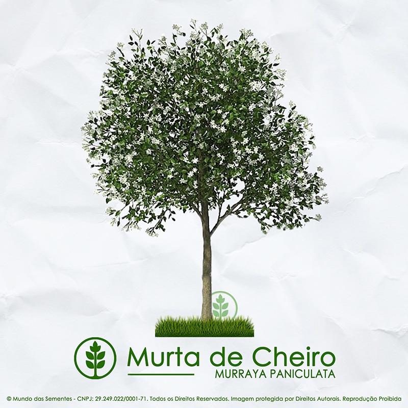 10 Sementes de Murta de Cheiro Árvore Murraya Paniculata Original ...