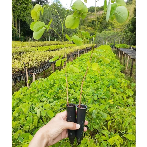 50 Mudas de Sansão do Campo (Mimosa caesalpiniifolia) – com RENASEM ...