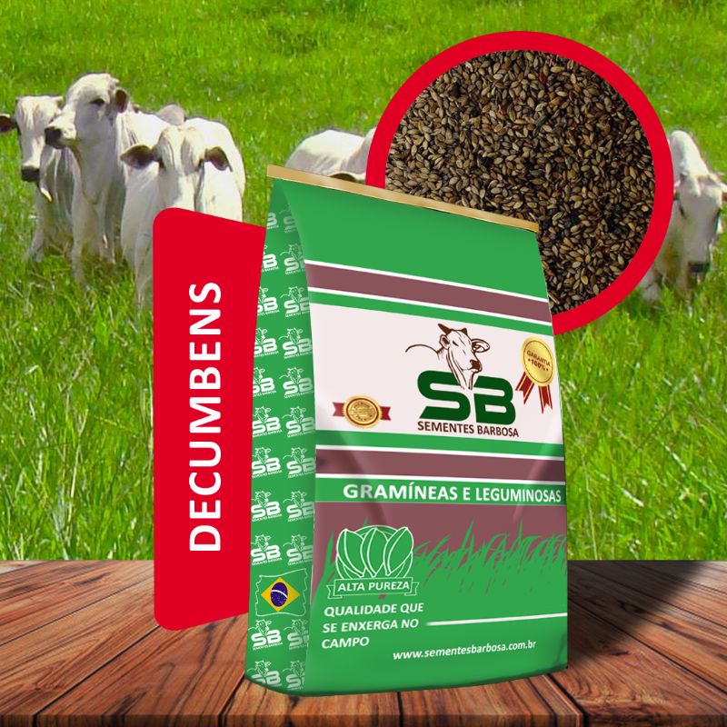 Sementes Decumbens 2Kg/ Braquiarinha/ Brachiaria Decumbens | Shopee Brasil