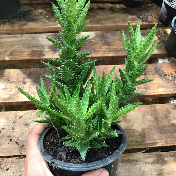 Matriz Suculenta Dente de Tigre pote 15 Linda e Saudável | Shopee Brasil