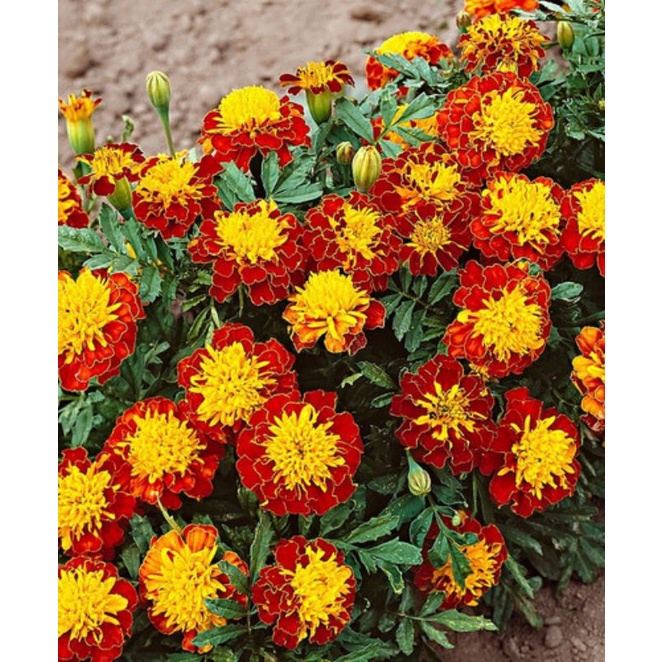 100 Sementes de Targete Anã, Cravo da Índia. | Shopee Brasil