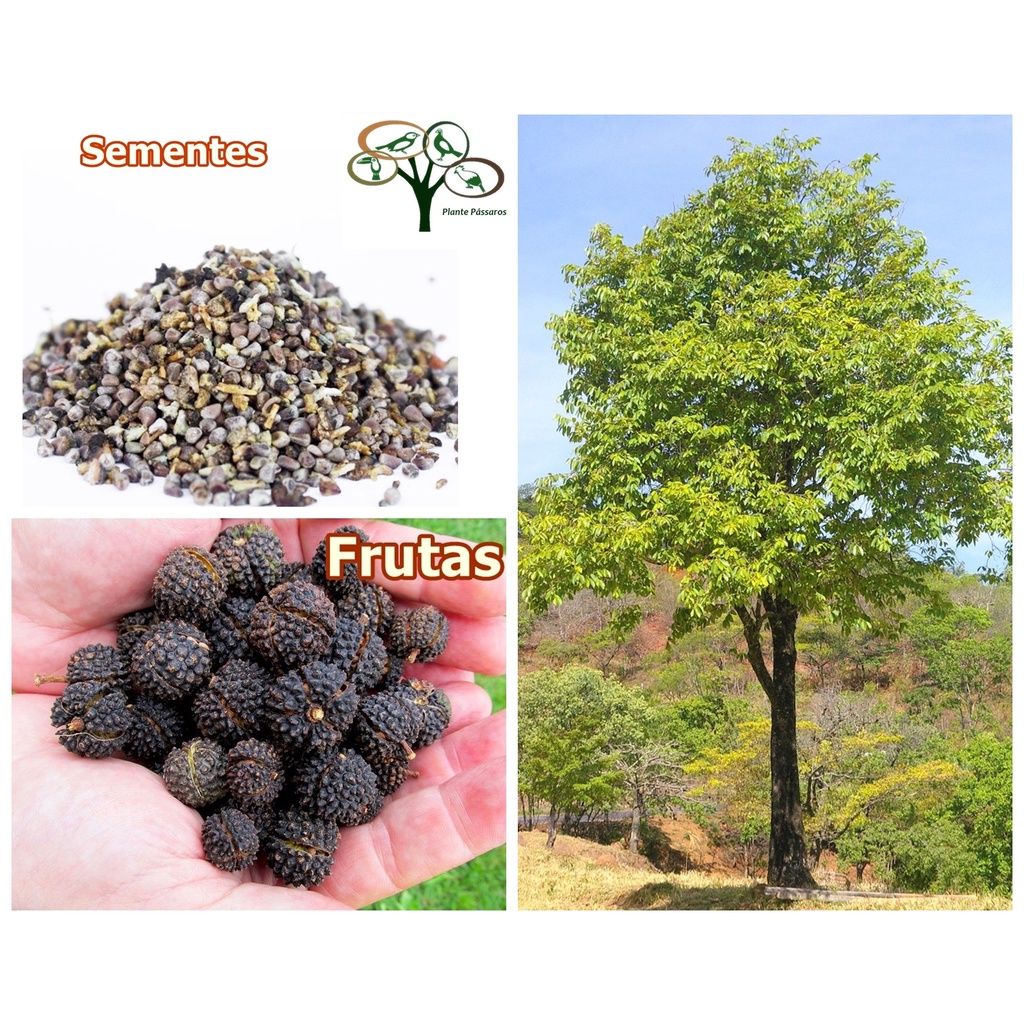 50 Sementes de Mutambo ou Mutamba Preta (Guazuma ulmifolia) p/ Mudas ...