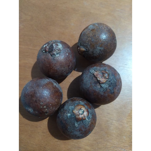 5 coquinhos de palmeira macaúba (coquinho catarro) | Shopee Brasil