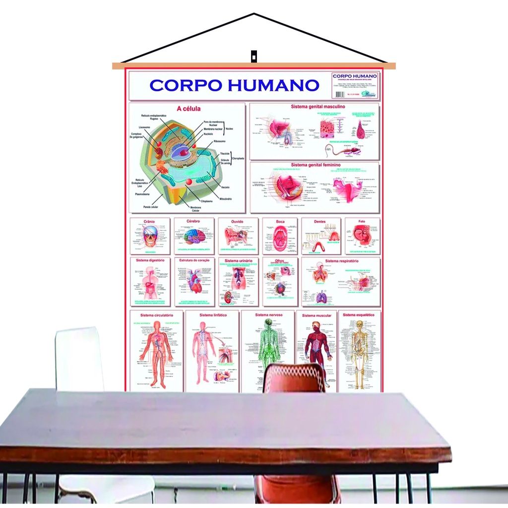 Mapa Corpo Humano Banner Laminado 120x90cm - Atual | Shopee Brasil