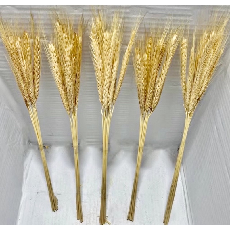 ramo de trigo com 10 ramos | Shopee Brasil