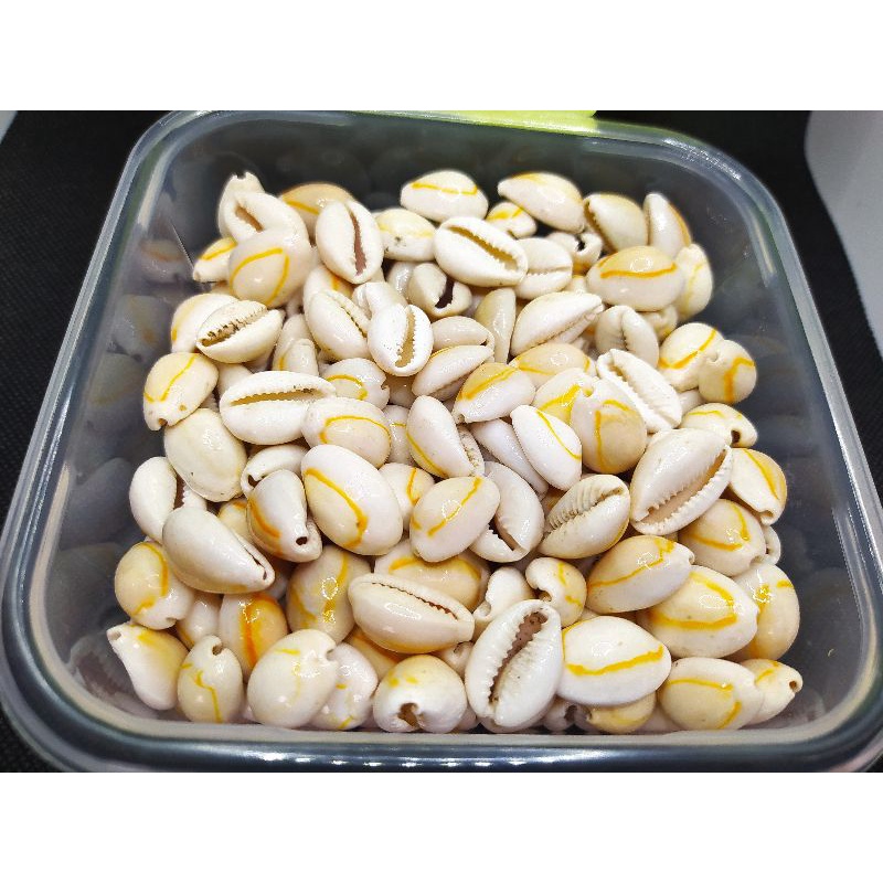 Búzios Naturais fechados Buzios Natural do Mar | Shopee Brasil